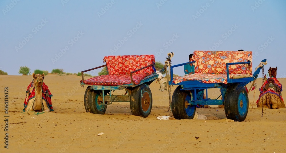 Camel drawn carts for tourists Stock Photo | Adobe Stock