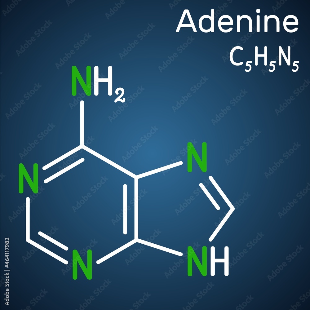 Adenine, Ade molecule. It is purine nucleobase, fundamental unit of the ...