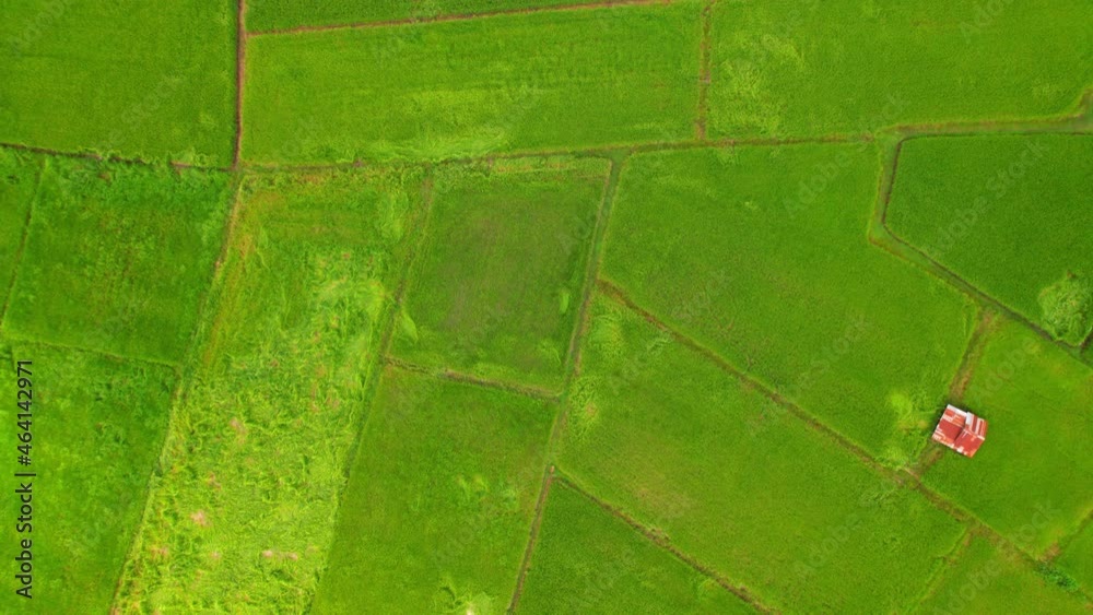 4K Aerial view of agriculture in rice fields for cultivation. a green ...