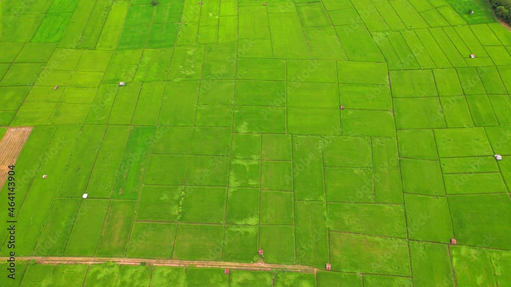 4K Aerial view of agriculture in rice fields for cultivation. a green ...