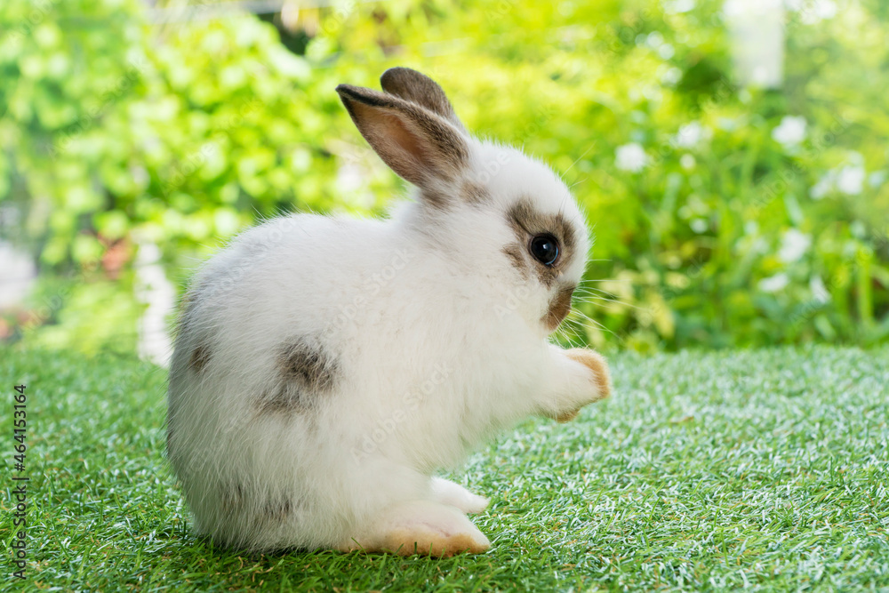 Brown And White Baby Bunnies