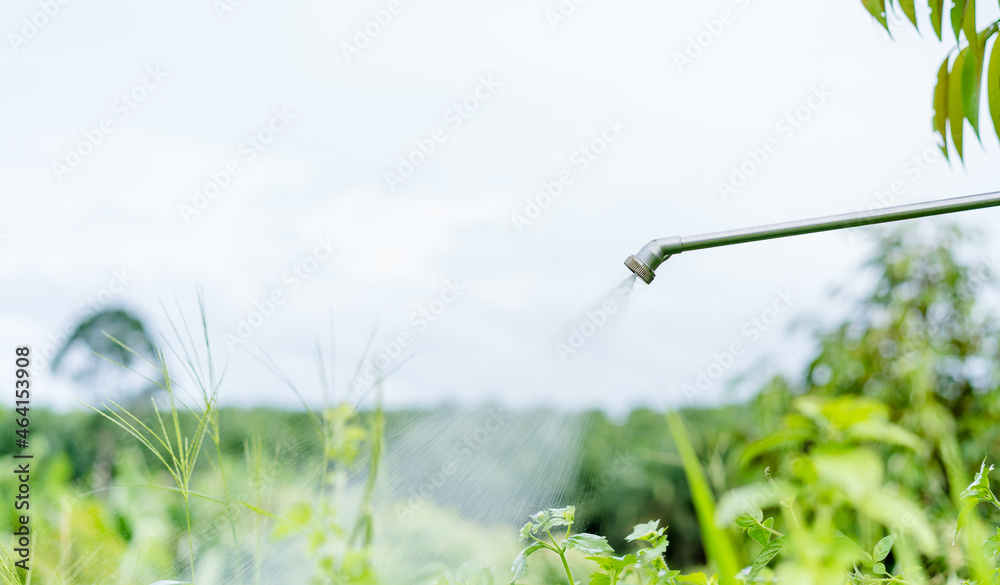 Man crop spraying grass field in the durian farm field with chemical ...