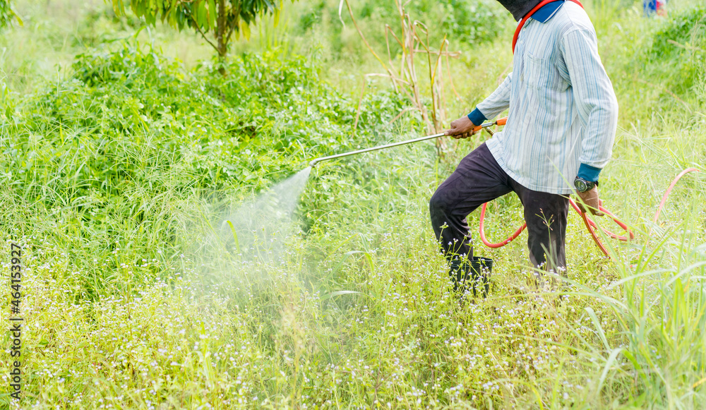 Man crop spraying grass field in the durian farm field with chemical ...