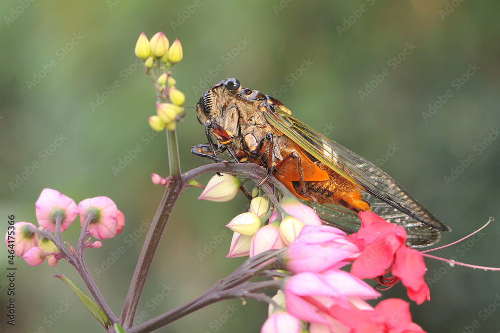 An evening cicada resting in a bush. This insect has the scientific ...