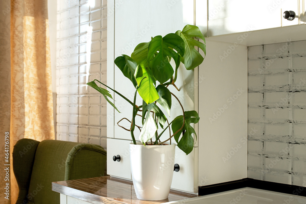 Monstera Madness: Transform Your Kitchen with Monstera Plants