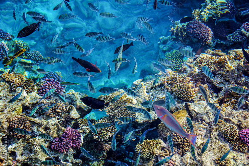 Defocused background image of blue water of Red Sea with coral reef and ...