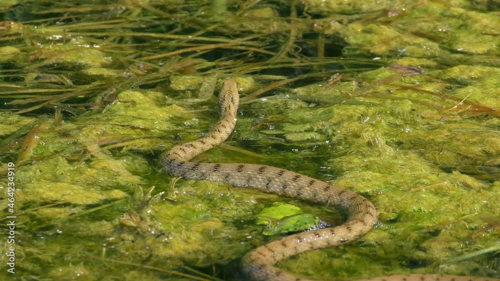 Dice Snake (Natrix tessellata) rests on floating aquatic plants ...