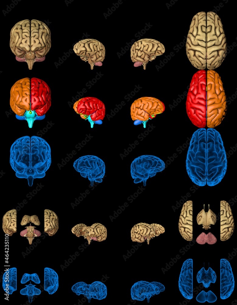 Set of isolated brain renders - whole and split with roentgen style ...