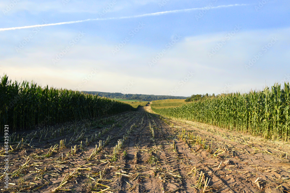 Naklejka Corn on the green stalk in the field. Maize or sweetcorn ...