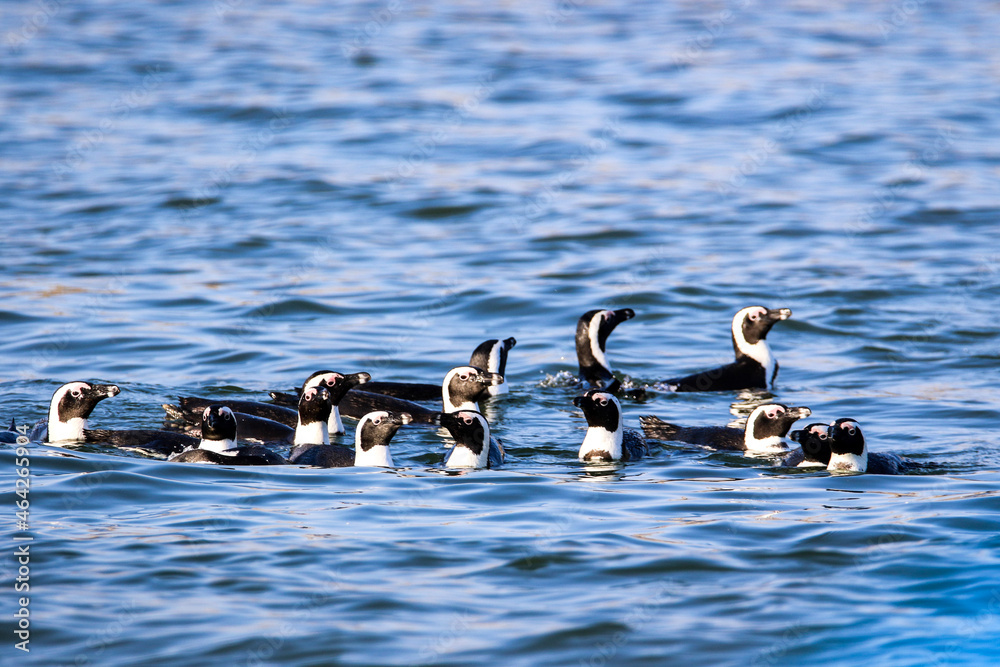 raft of penguins floating in the ocean Stock Photo | Adobe Stock