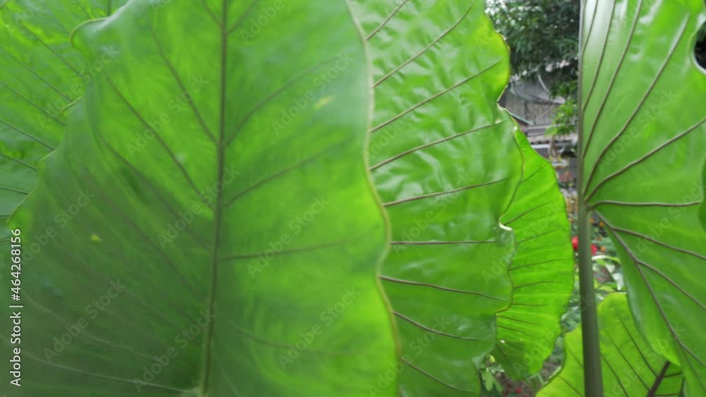 Alocasia macrorrhizos or Giant Taro or giant alocasia is a species of ...