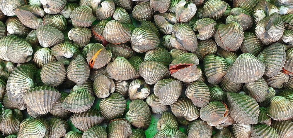 Cockle (Fresh blood cockle) Scientific name:Tegillarca granosa is a ...