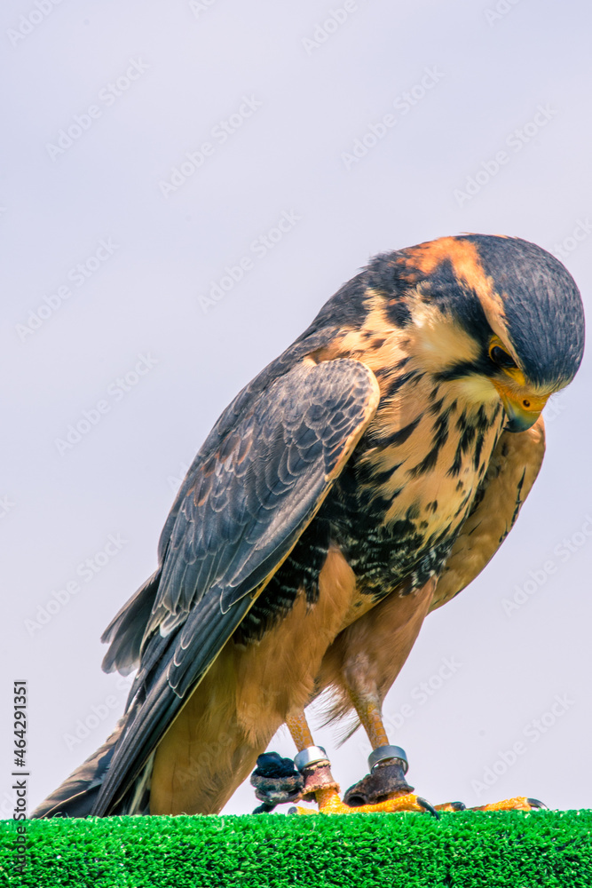 Bird trained bird of prey Falconry Stock Photo | Adobe Stock