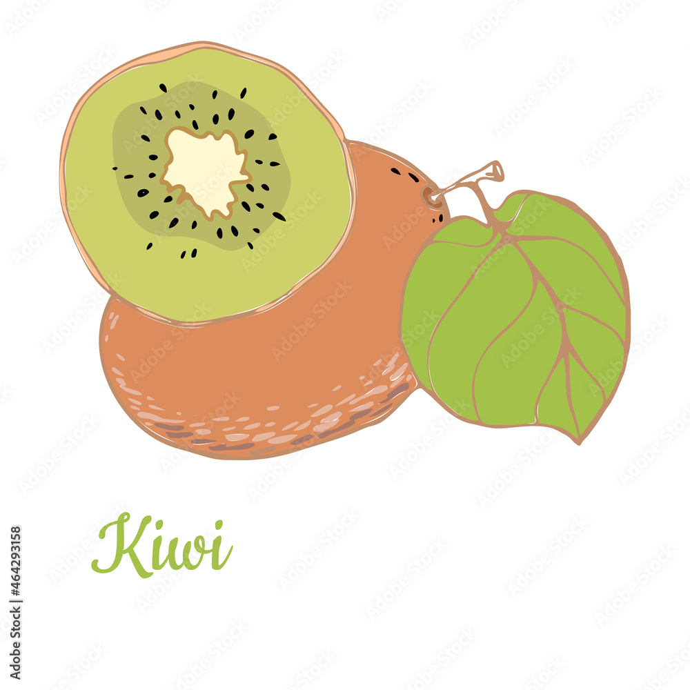 Kiwi . Whole fruit and slice. Colored compact illustration. Hand ...
