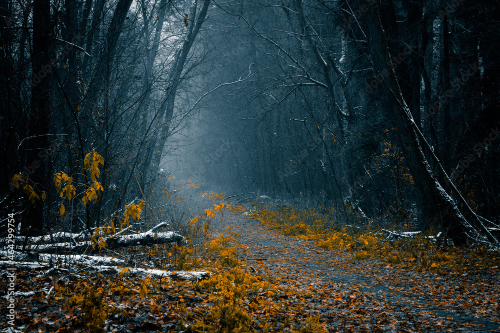 Dark Autumn Forest