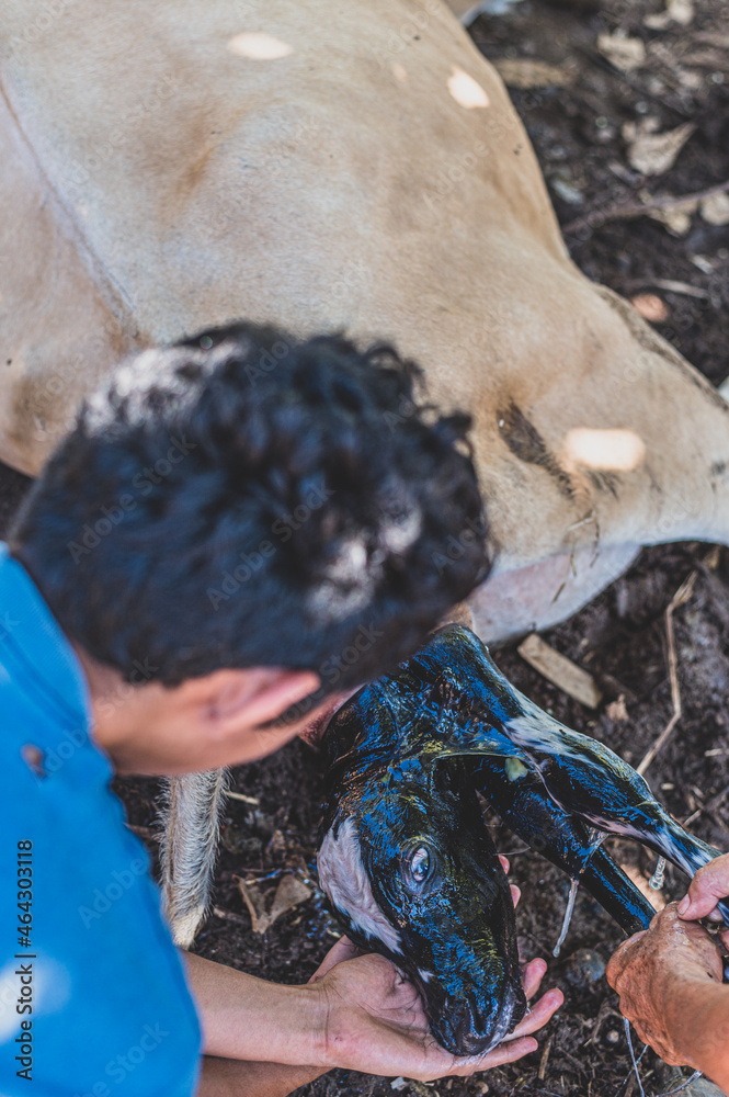 Vaca en trabajo de parto Stock Photo | Adobe Stock