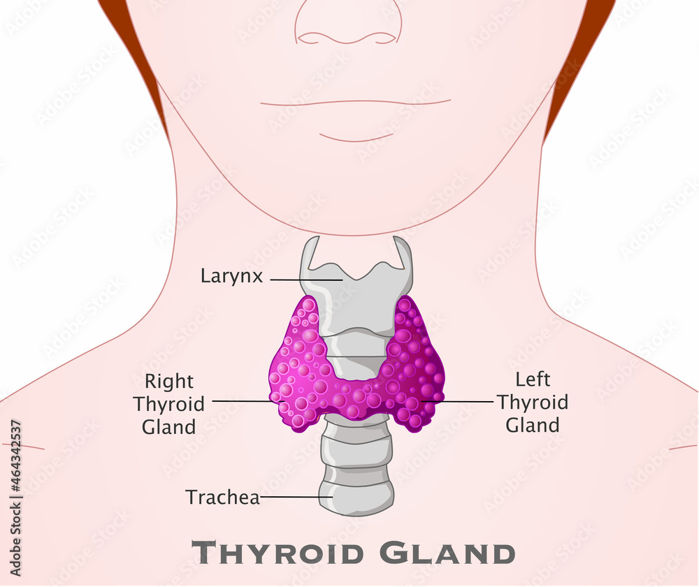 Thyroid gland. Human body and neck. Annotated, Larynx, trachea. Place ...
