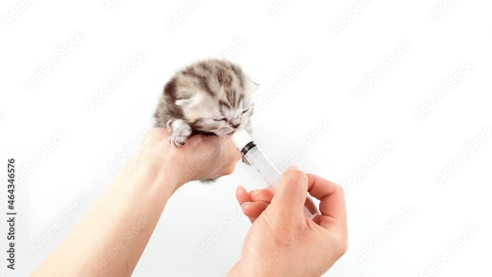 Kittens sit on their arms and drink milk from a syringe. Complementary ...