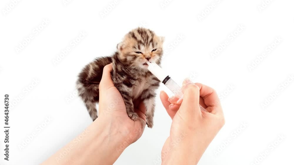 Kittens sit on their arms and drink milk from a syringe. Artificial ...