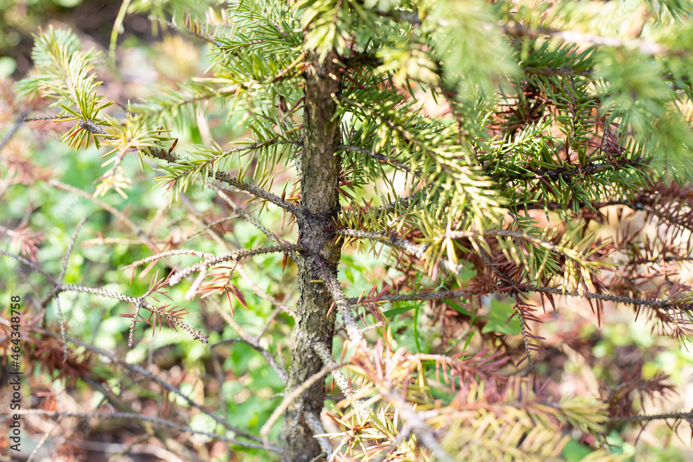 diseases of coniferous trees. Fusarium on spruce branches. Garden ...