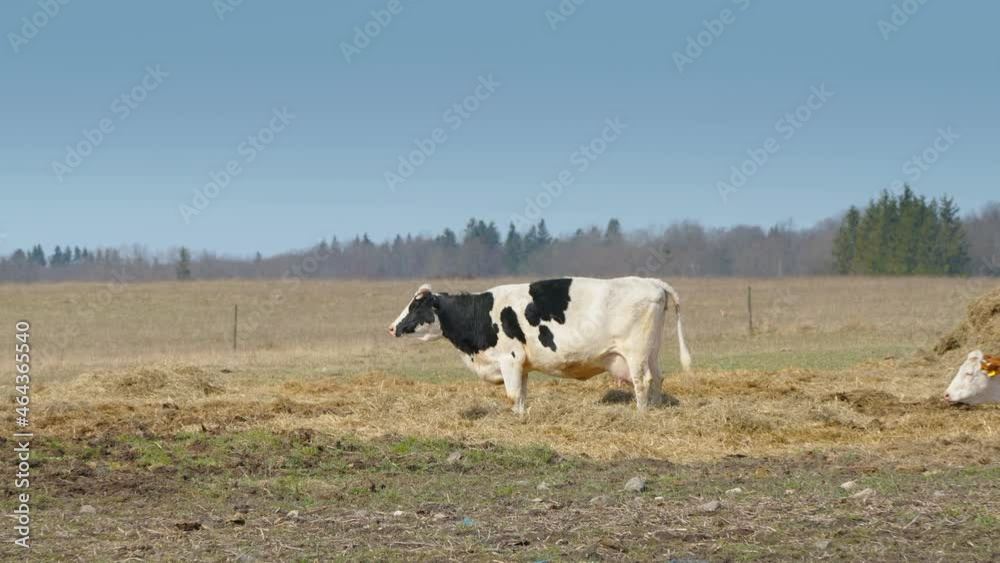 A closer look of the white cow with black spots standing on the middle ...