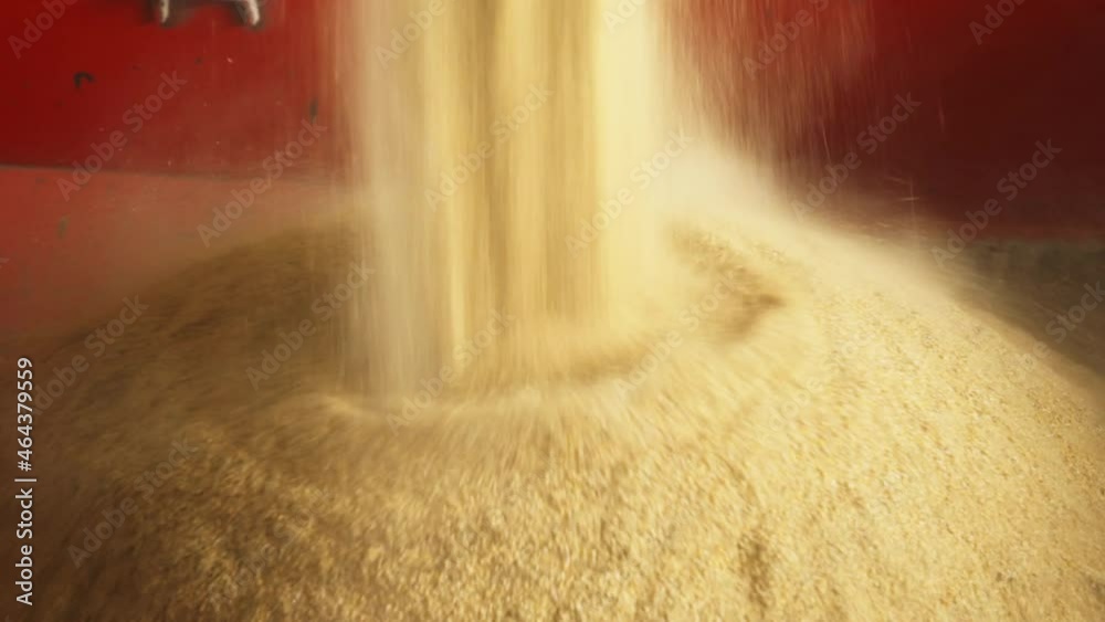 Industrial Farming. The Compound Feedstuff is falling on the ground ...