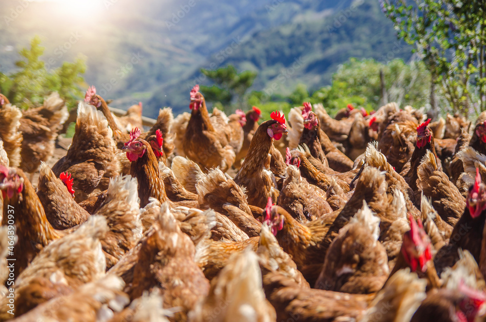Conjunto de gallinas de pastoreo todas similares en una granja. Stock ...