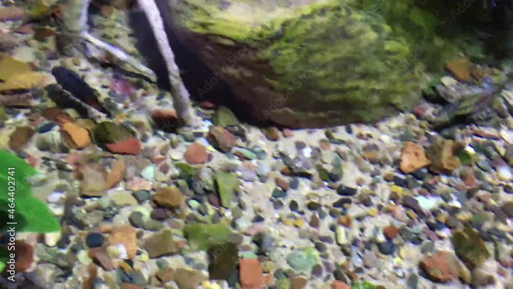 Bright multi-colored tropical fish on a coral reef of the Pacific Ocean ...