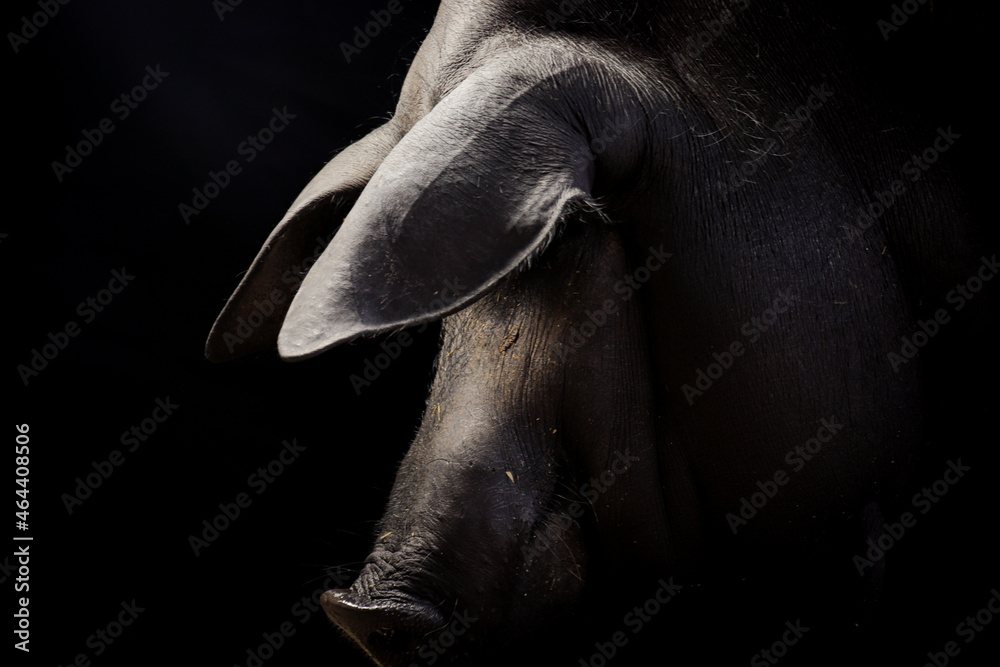 puerco iberico Stock Photo | Adobe Stock