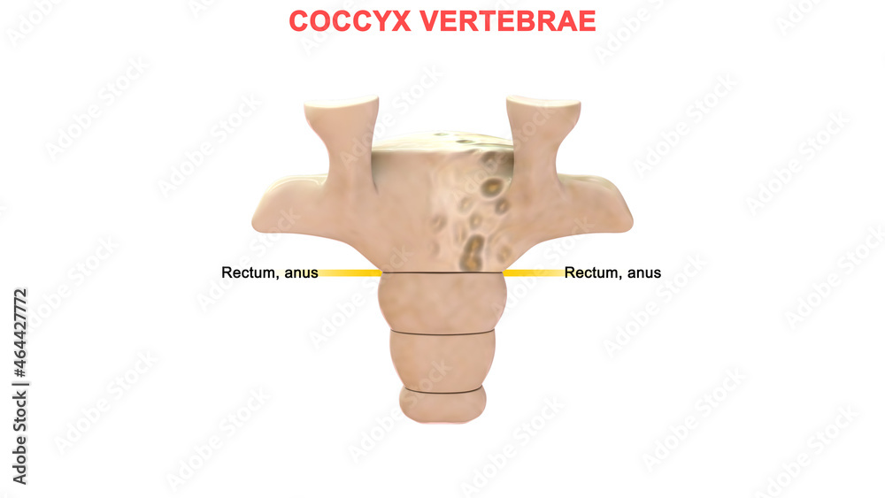 The Coccyx also Known As The Tailbone Is The Terminal Part Of The the-coccyx-also-known-as-the-tailbone-is-the-terminal-part-of-the