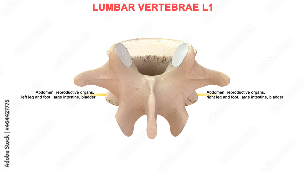 The lumbar spine contains 5 vertebrae, labeled L1 to L5, which ...