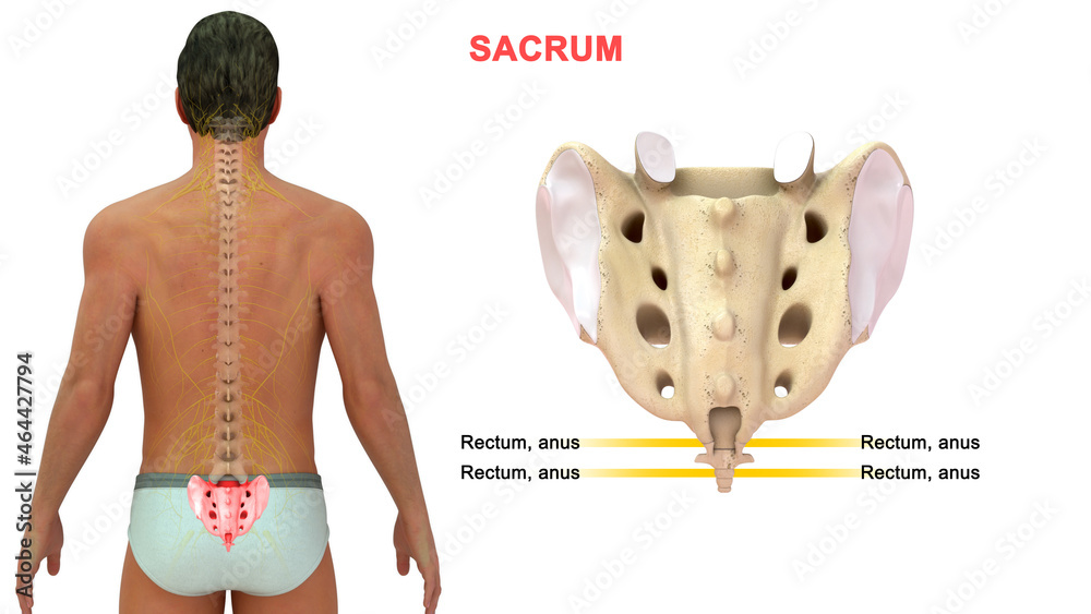 The sacrum is a shield-shaped bony structure that is located at the base of the lumbar vertebrae ...