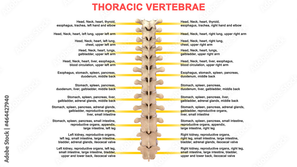 In humans, there are twelve thoracic vertebrae and they are ...