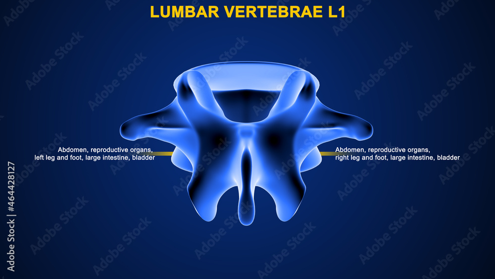 The lumbar spine contains 5 vertebrae, labeled L1 to L5, which ...