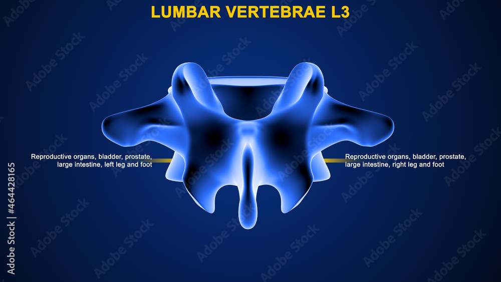 The lumbar spine contains 5 vertebrae, labeled L1 to L5, which ...