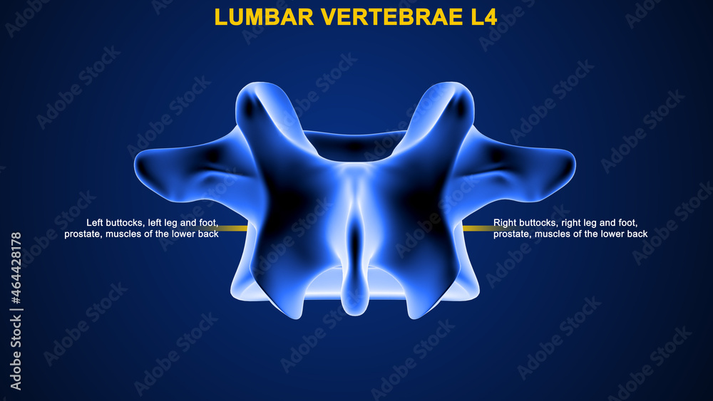 The lumbar spine contains 5 vertebrae, labeled L1 to L5, which ...