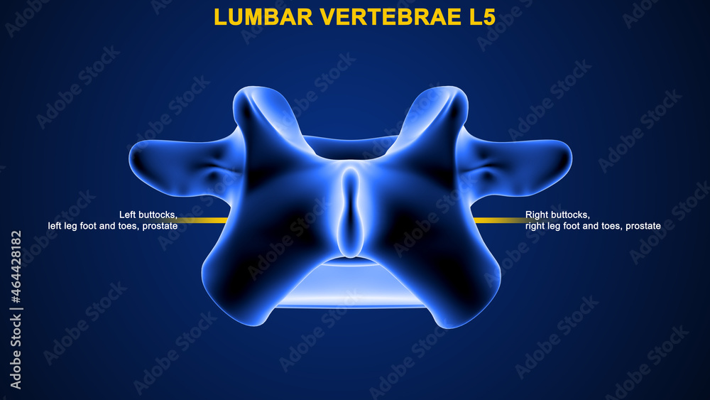 The lumbar spine contains 5 vertebrae, labeled L1 to L5, which ...