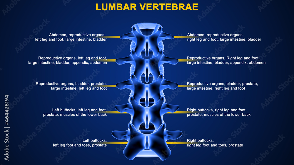 The lumbar spine contains 5 vertebrae, labeled L1 to L5, which ...