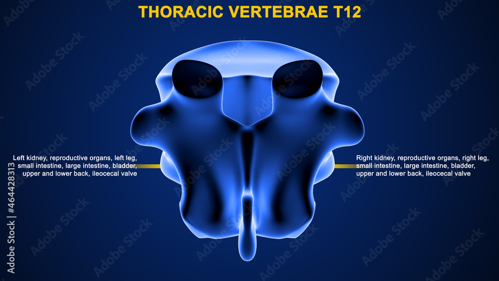 The thoracic spine has 12 nerve roots (T1 to T12) on each side of the ...
