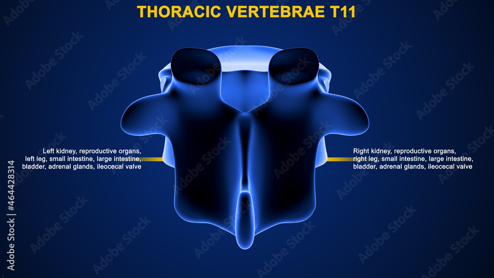The thoracic spine has 12 nerve roots (T1 to T12) on each side of the ...