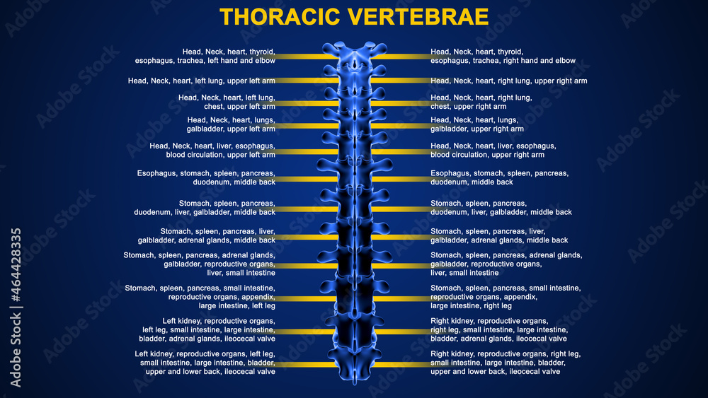 The thoracic spine has 12 nerve roots (T1 to T12) on each side of the ...