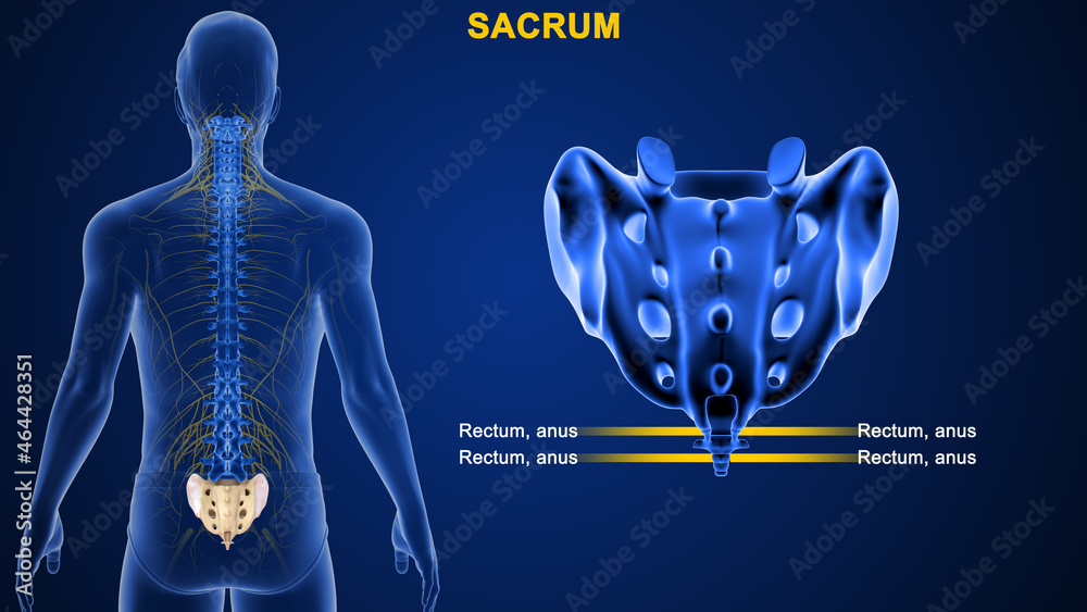 The sacrum is a shield-shaped bony structure that is located at the ...