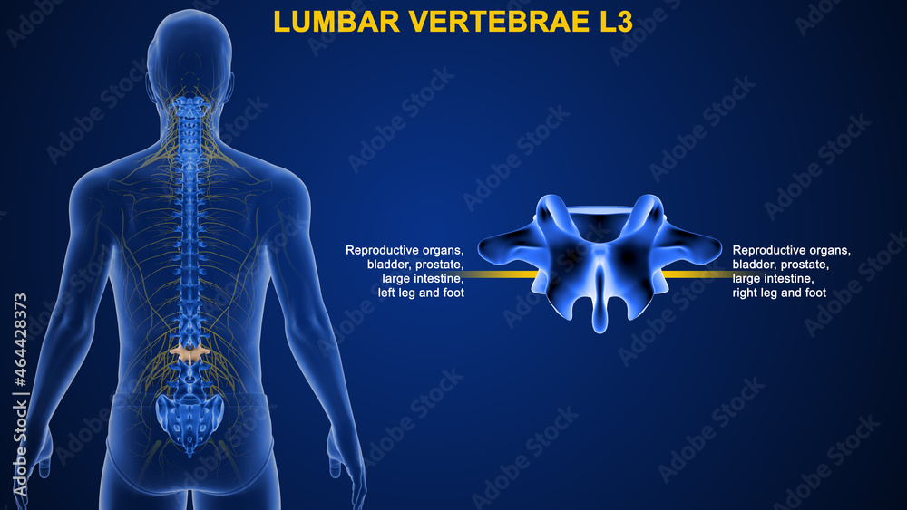 The lumbar spine contains 5 vertebrae, labeled L1 to L5, which ...