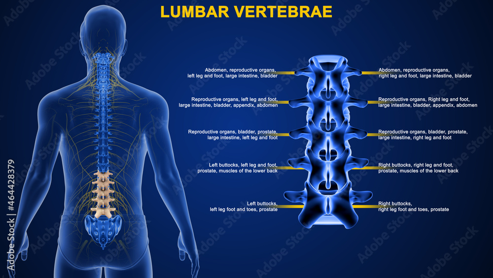The lumbar spine contains 5 vertebrae, labeled L1 to L5, which ...