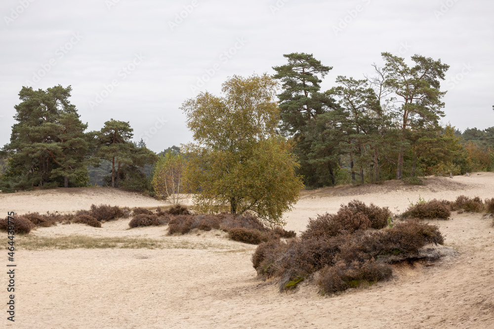 Patches of heather with birch tree and pine trees in the middle of the ...