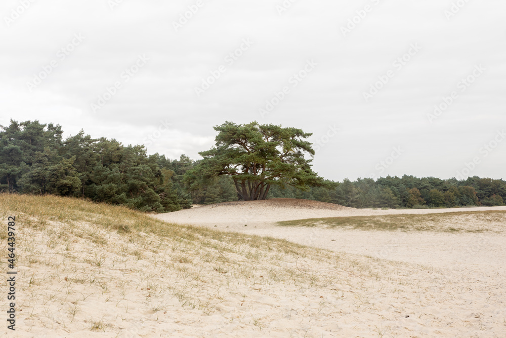 Small marram grass hills with solitary pine tree in the middle of the ...