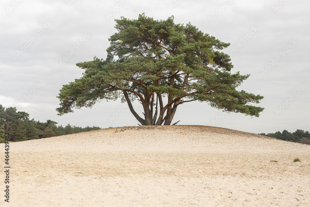 Grey rain cloud sky behind solitary pine tree on a hill in the middle ...