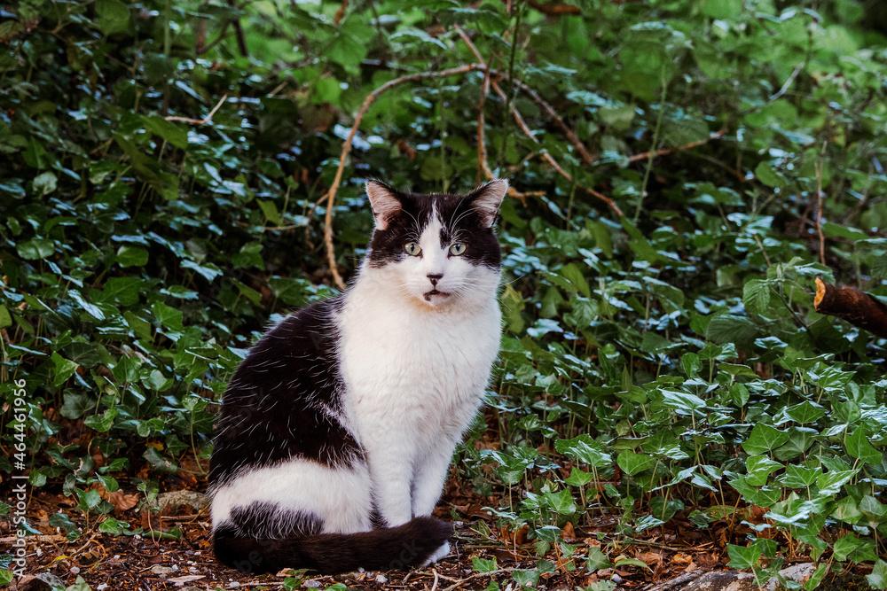 Black and white color, wild cat in nature environment. The model is in ...