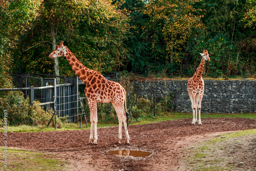 Amazing giraffe in a zoo enclosure made to look like natural habitat ...