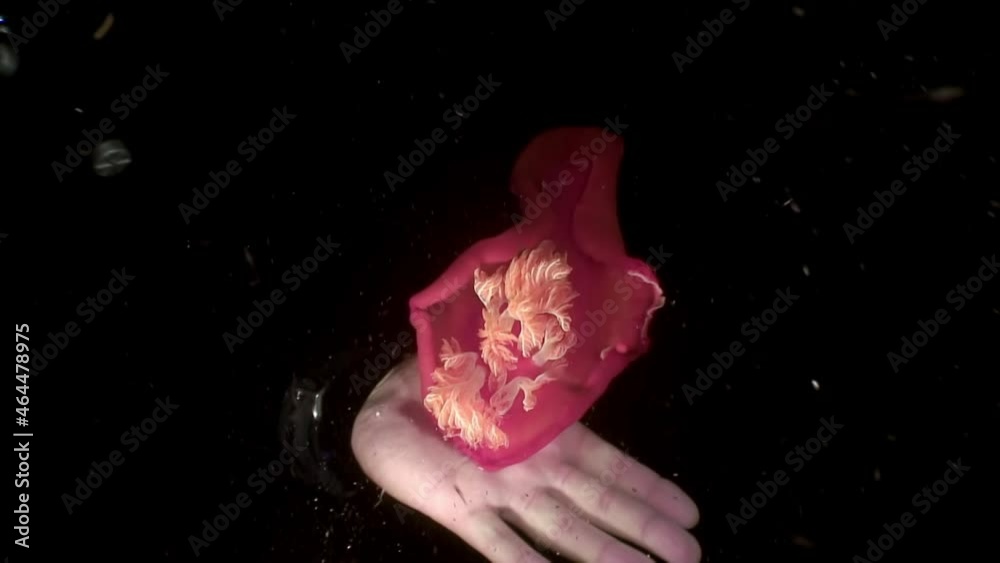 A giant red nudibranch sea slug Spanish Dancer Hexabranchus sanguineus ...
